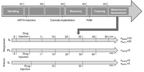 Schematic Representation Of The Experimental Design Timeline Rats Were
