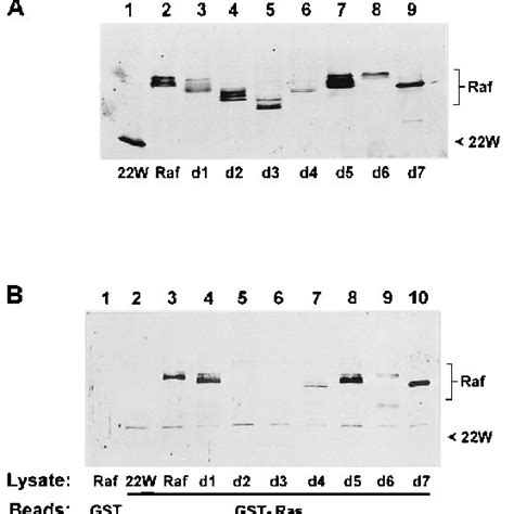 Amino Acids 53 To 132 Are Required For Binding Of Raf 1 To Ras In