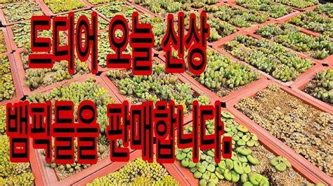 4월17일 오후 6시 30분부터 중간중간 폭탄세일~촉촉다육tv 출발합니다~촉촉촉촉다육오케이플랜츠 Youtube