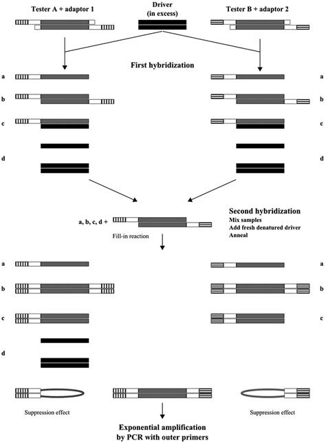 Suppression Subtractive Hybridization Tester Samples Are Digested With Download Scientific
