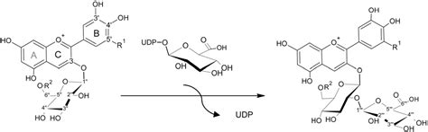 Figure 1 From Catalytic Key Amino Acids And Udp Sugar Donor Specificity Of A Plant