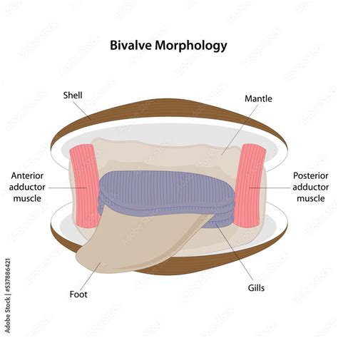 Morphology Of The Mollusk Class Bivalvia Stock Vector Adobe Stock