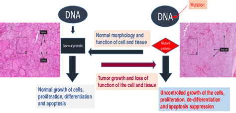 Figure1 Schematic Illustration Of The Different Types Of Genetic Download Scientific Diagram