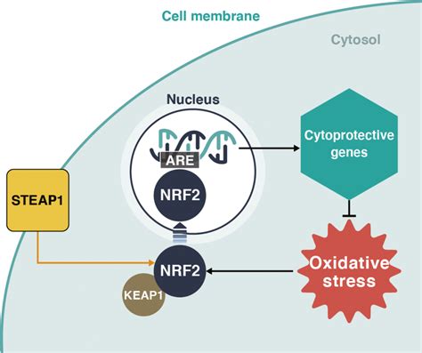 Schematic Representation Of Steap1‐nrf2 Pathway Under Nonoxidative