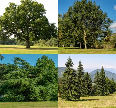 Coniferous Vs Deciduous Trees Key Differences Explained