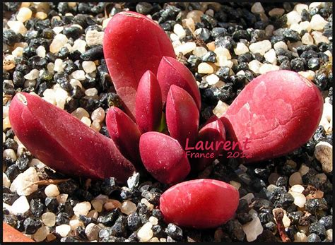 Red Crassula Clavata In Cactus Garden