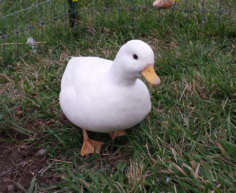How Loud Are Call Ducks At Imogen Bidwill Blog