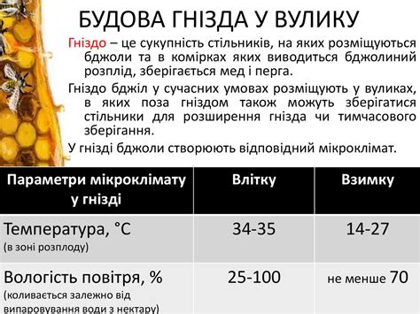 Бджолина сімя Бджолине гніздо Стільники Розплід бджолиної сімї презентация онлайн