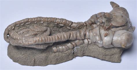 Crinoid Fossil Jimbacrinus Bostocki Western Australia 7 5 Cm Cr31 Crystal World Exhibition