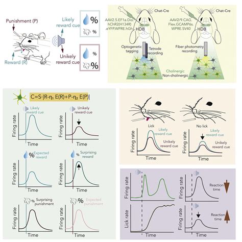 Cholinergic Activity Reflects Reward Expectations And Predicts