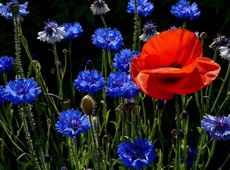 Фото цветы полевые 50 красивых фото