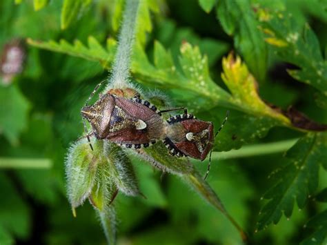 Mating Bugs Insect Free Photo On Pixabay Pixabay