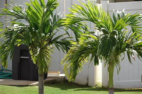 Klasifikasi Palem Putri Archives Agrotani Sejahtera