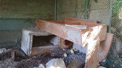 암탉이 부화를 했어요 Youtube