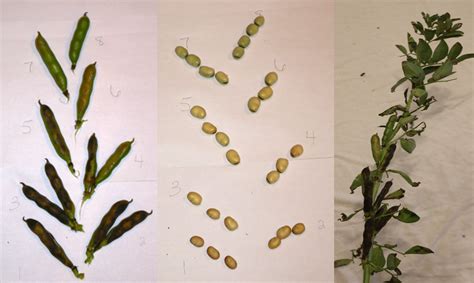 Harvesting And Drying Faba Beans Saskatchewan Pulse Growers