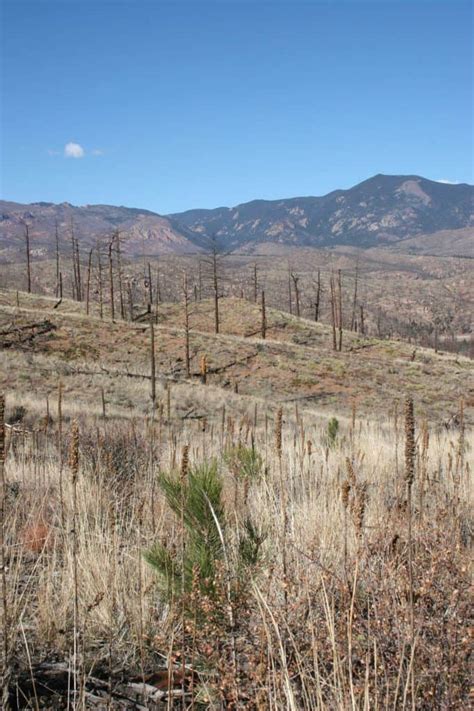 Dead Trees Sequester No Carbon What We Learned About Offsets Should Apply To National Forests