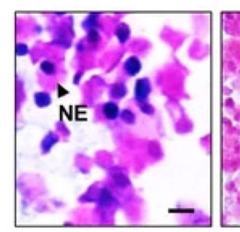 Estrus Cycle Mouse Under Microscope Flashcards Quizlet