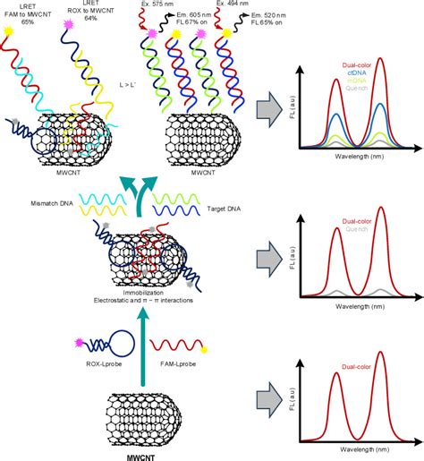 Early Fetal Sex Determination Using A Fluorescent Dna Nanosensing Platform Capable Of