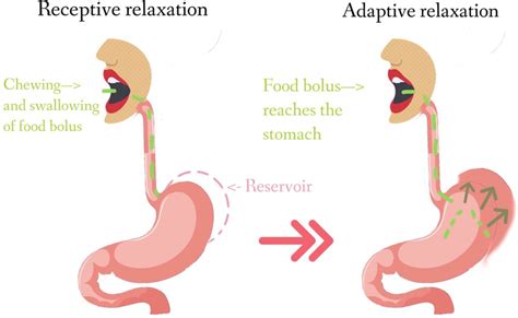 Depiction Of Receptive And Adaptive Relaxation Download Scientific
