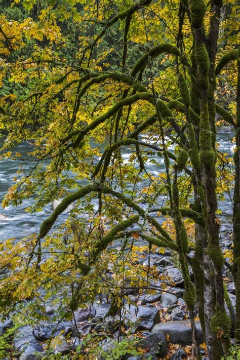 Landscapes And Waterfall On Snoqualmie River In Autumn Stock Image