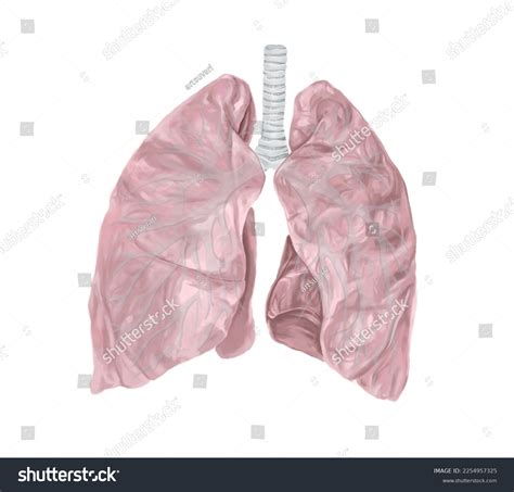 Human Lung Anatomy Trachea Bronchus Bronchioles Stock Illustration 2254957325 Shutterstock