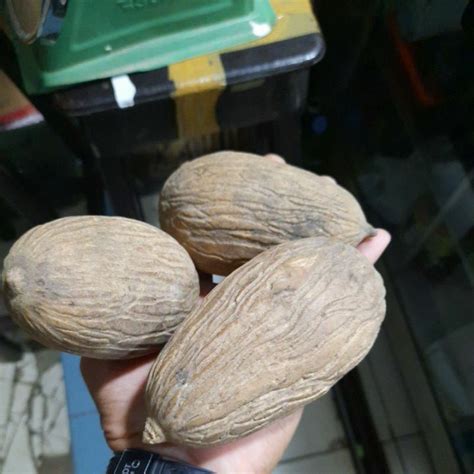 Jual Buah Ulin Biji Besi Kalimantan Asli Shopee Indonesia