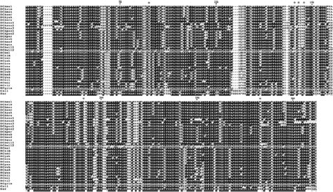 Multiple Alignment Of The DCA And RC Proteins In Black Identical Download Scientific Diagram