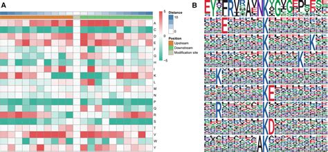 Motif Analysis Of Differentially Altered Ubiquitylated Proteins A