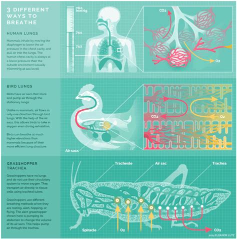 Grasshopper Respiratory System Summary