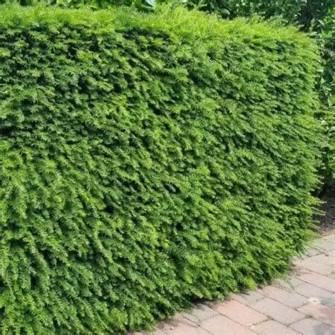 Taxus Baccata 10 20 Cm Losse Wortel Taxus Kweker