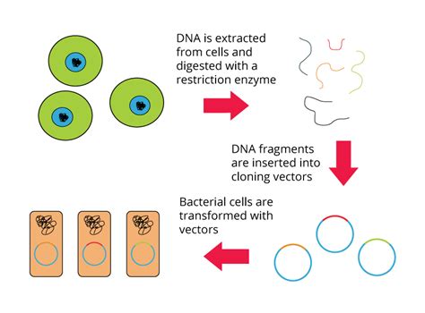 Genomic Library Construction