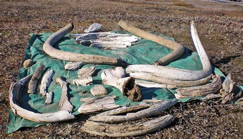 Wooly Mammoth Tusks Show Rivals Sparked Raging Aggression Futurity