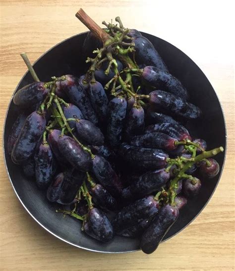 블랙사파이어 포도  인스티즈 Instiz 이슈 카테고리