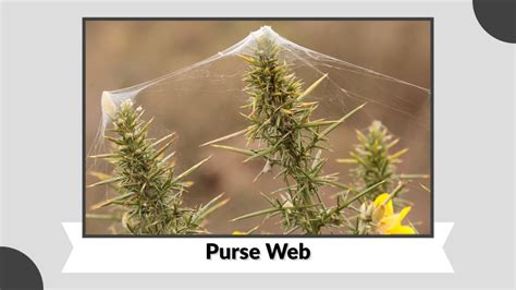 15 Types Of Spider Webs Identification Making Process With Pictures