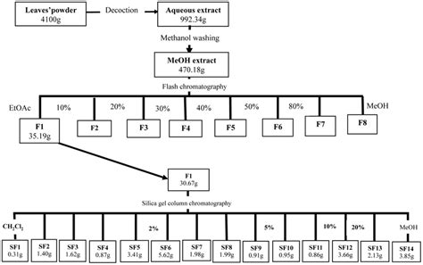 Fractionation Process Of The Aqueous Extract Of Codiaeum Download
