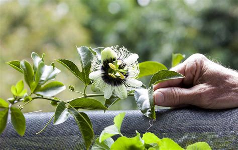 Passion Flower Promote Relaxation Relieve Stress Organic Herbs