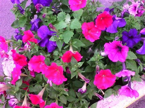 Петунья Петунии Акварель