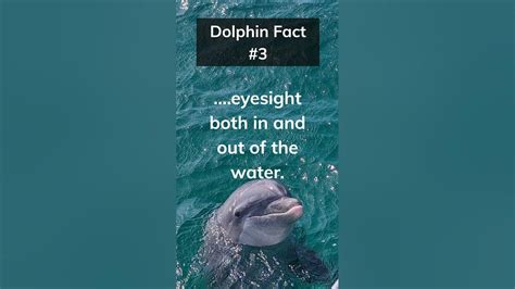 Do Dolphins Have X Ray Vision No But They Use Their Incredible Sight