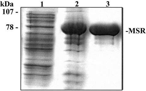 Purification Of Recombinant Human Methionine Synthase Reductase Download Scientific Diagram