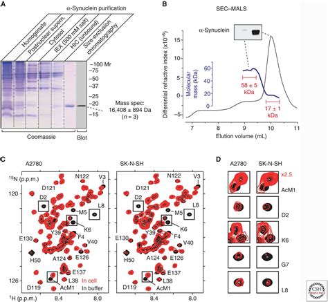 Cell Biology And Pathophysiology Of α Synuclein