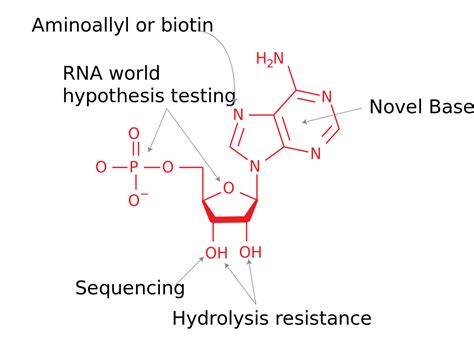 Radiolabeled Nucleoside Analogues At Harrison Greenwood Blog