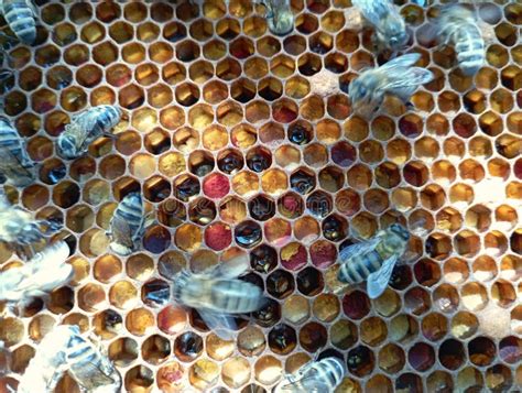 Bees On Beeswax Combs Filled With Honey And Nectar Perga Work Tirelessly Stock Image Image Of