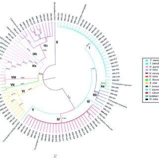 The Phylogenetic Tree Was Constructed Using Concatenated DNA Sequences Download Scientific