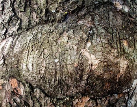 Images About Plants Treebark On Pinterest Ferns The Natural And Zen Tangles