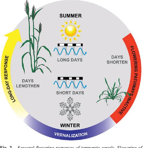 Figure 2 From The Central Role Of The Vernalization1 Gene In The Vernalization Response Of