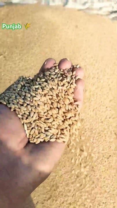 Punjab Ma Gandam Nikal Rahi Hapunjabi Farming Punjab Villagelife