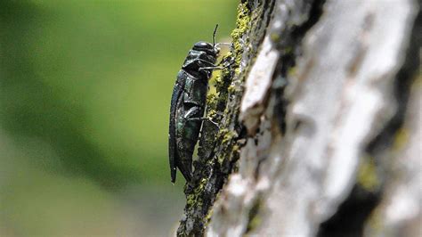 Invasive Emerald Ash Borer Endangers Cultural Keystone Tree Species