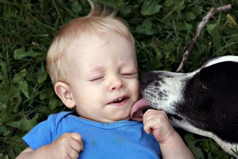 What Does It Mean When A Dog Licks You Pets And Mindful Animal Owners