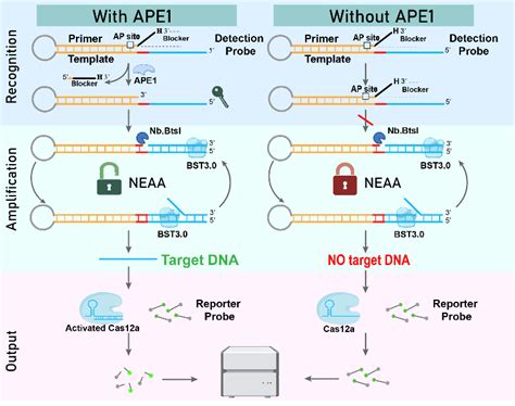 Nicking Enzyme Assisted Amplification Combined With Crispr Cas12a System For One Pot Sensitive