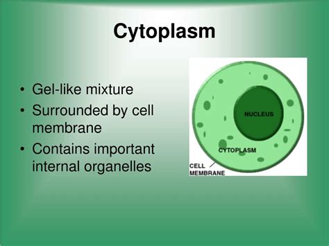 Ppt Cell Structure And Function Powerpoint Presentation Free Download Id 5128250